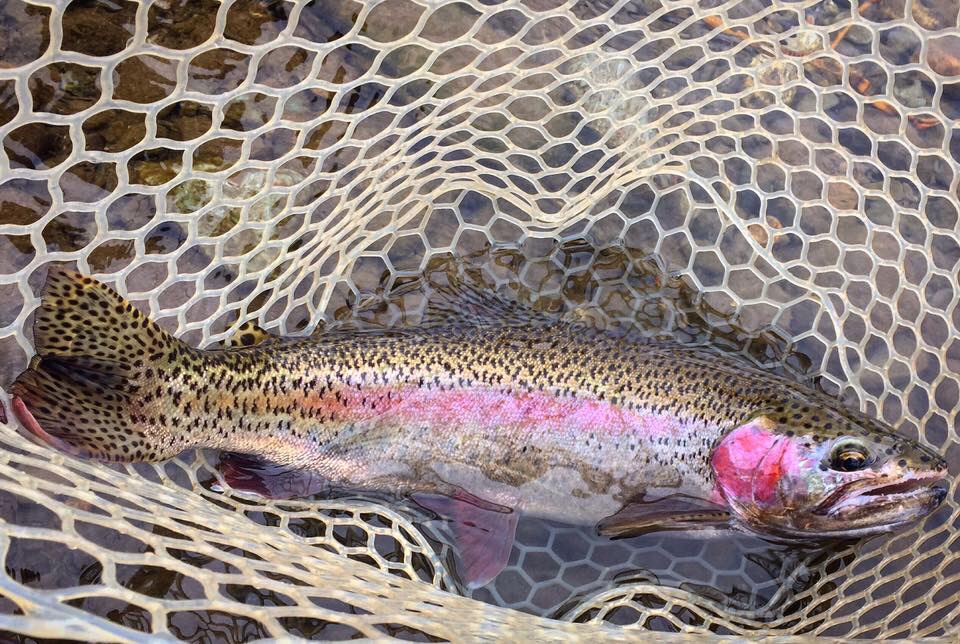 River Update – Tamarack's Guide Service