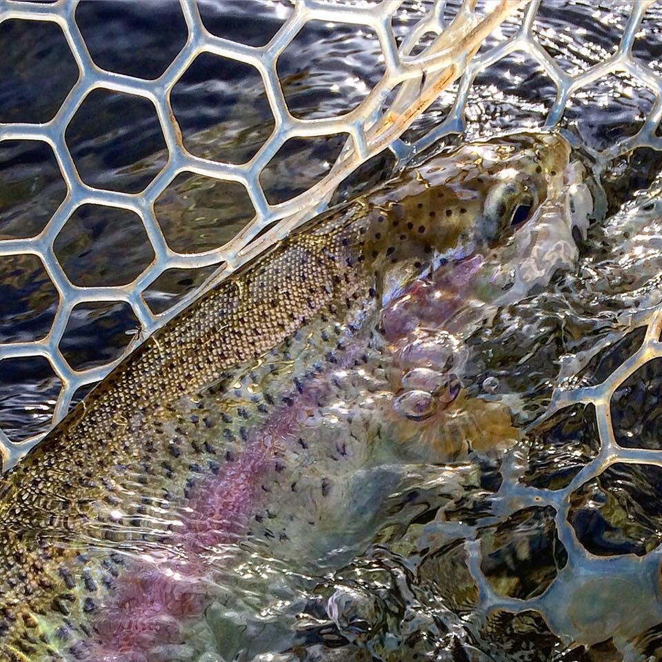 Read the Damn Water! – Tamarack's Guide Service